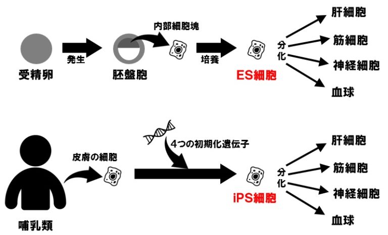 【高校生物・生物基礎】ES細胞とiPS細胞の違いとは？特徴・仕組み・倫理的課題をわかりやすく解説 | TEKIBO
