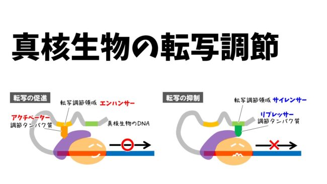 大学入試生物「XY型ヒトのSRY遺伝子とショウジョウバエ」 | TEKIBO